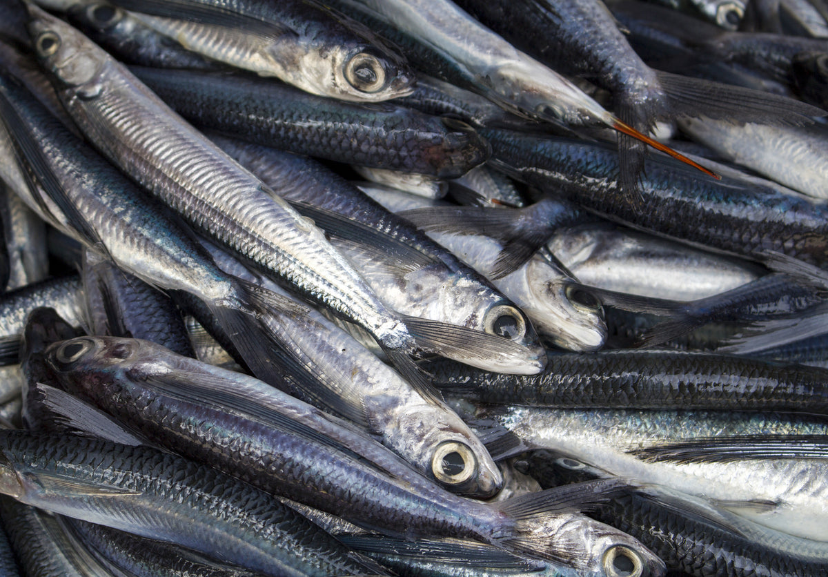 Bulk – Seafood At Home