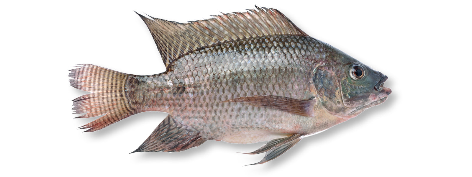 GS Whole Round Tilapia – Seafood At Home
